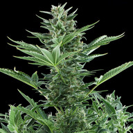 Acquistate i Semi di Cannabis Quick One Auto - Royal Queen Seeds