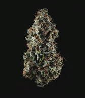 Acquista i semi di cannabis di Royal Haze Auto - Royal Queen Seeds