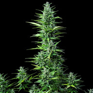 Acquista i semi di cannabis di Royal Haze Auto - Royal Queen Seeds
