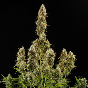 Acquista i semi di cannabis di Royal Jack Auto - Royal Queen Seeds