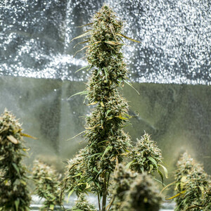 Acquista i semi di cannabis di Haze Berry Auto Semi di Cannabis - Royal ...