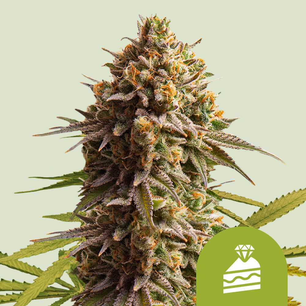 Acquista i semi di cannabis di Wedding Cake Auto - Royal Queen Seeds