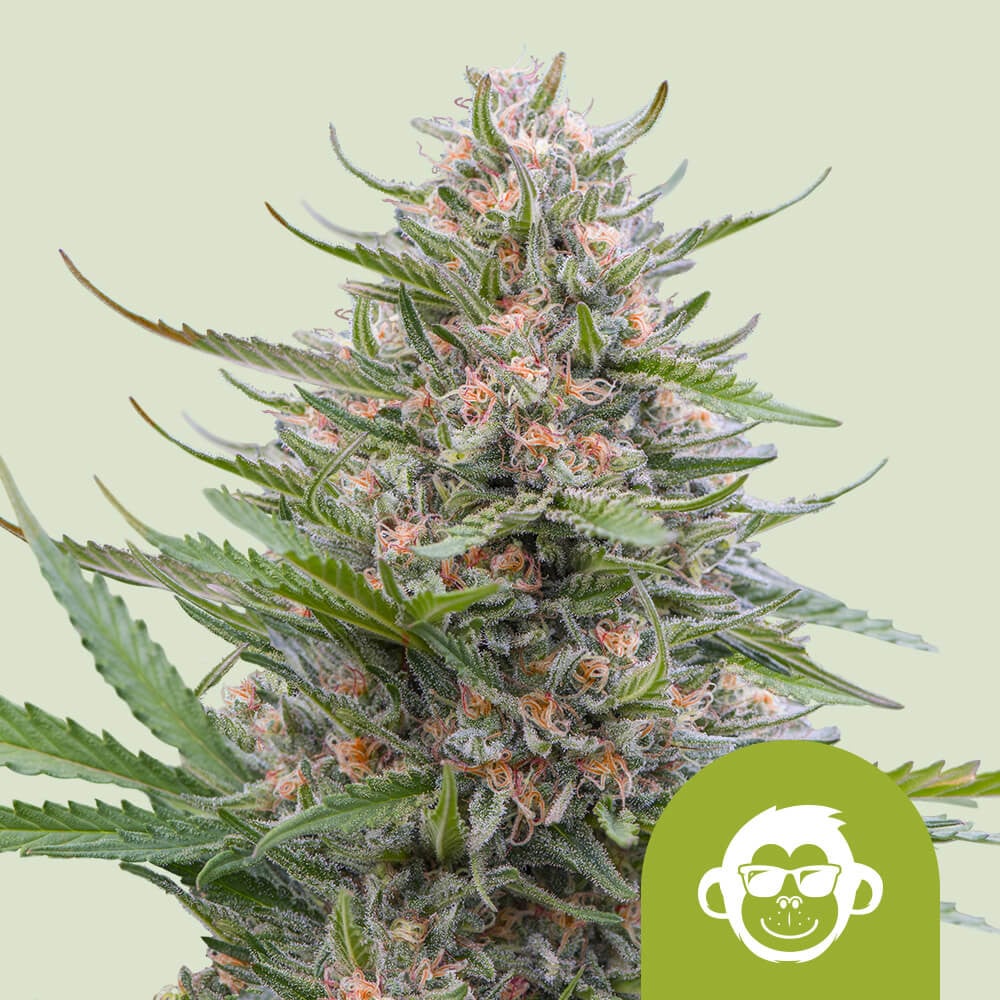 Acquista i semi di cannabis di Grape Ape Auto - Royal Queen Seeds