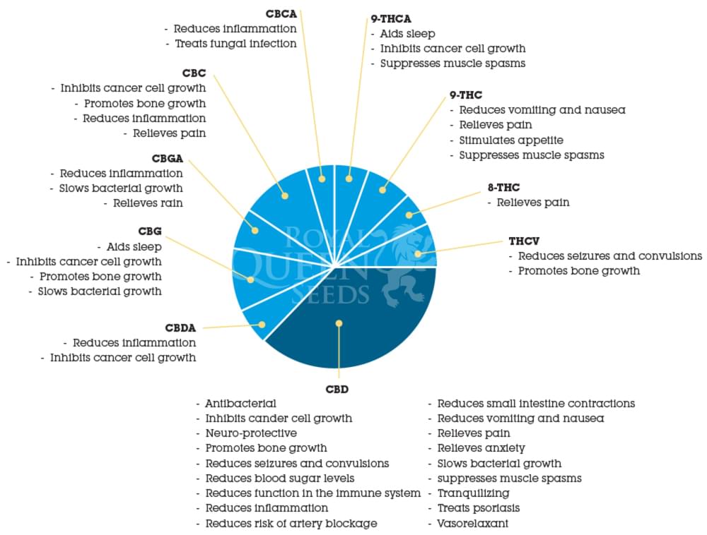 Che cosa è CBD? Tutte le informazioni su questo cannabinoidi meraviglioso