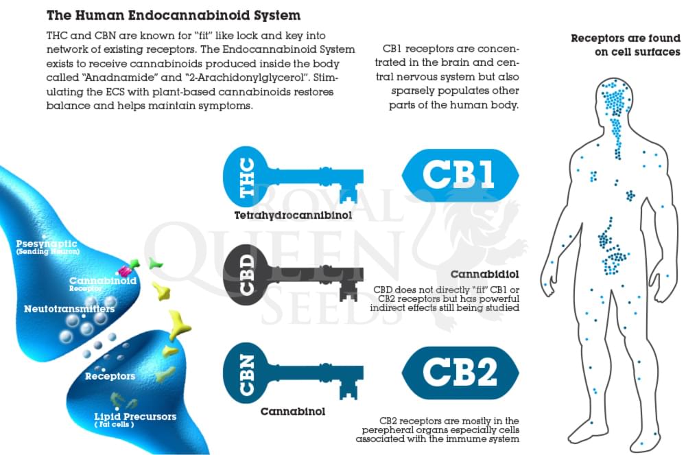 Che cosa è CBD? Tutte le informazioni su questo cannabinoidi meraviglioso
