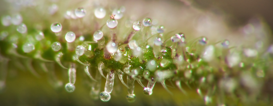 Come Sfruttare al Meglio i Tricomi di Cannabis - RQS Blog