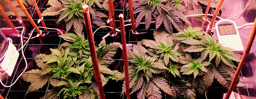 Coltivazione di cannabis con il SCROG (schermo verde) metodo - RQS Blog