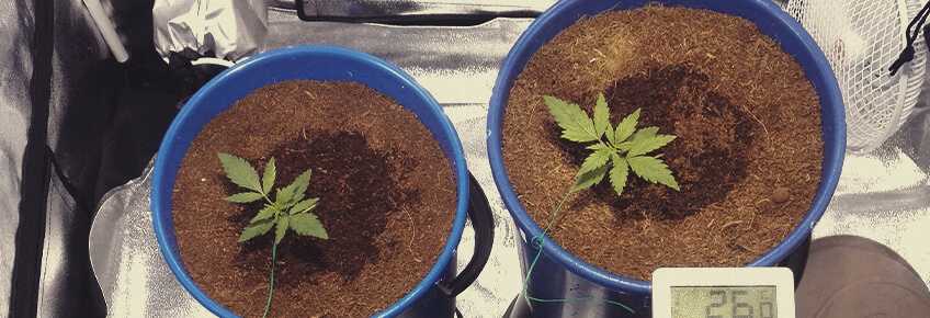 Tipi Di Contenitori Per Coltivare Erba - RQS Blog