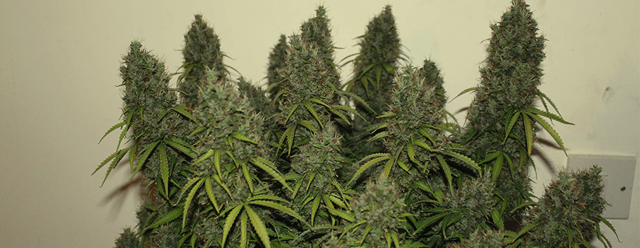 I 7 Semplici Passi Per Coltivare La Cannabis - Royal Queen Seeds