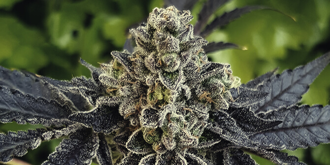 Royal Cookies Automatic: Smoke Report di una Cannabis da Dessert ...